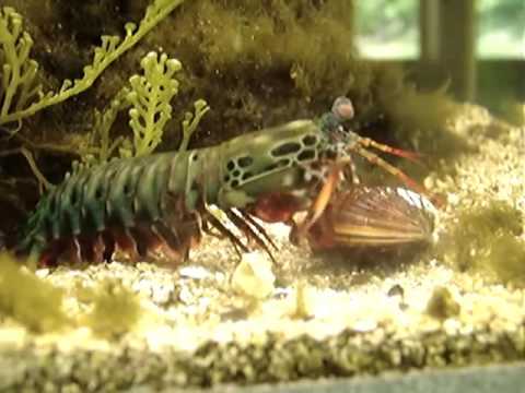 Mantis Karidesi, Süper Dayanıklı ve Hafif Zırh | Muhendisce.com