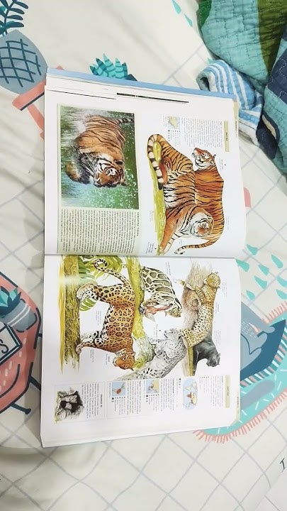 seal sea lion raccoon hyena Civet mongoose cats elephant and manatee - YouTube