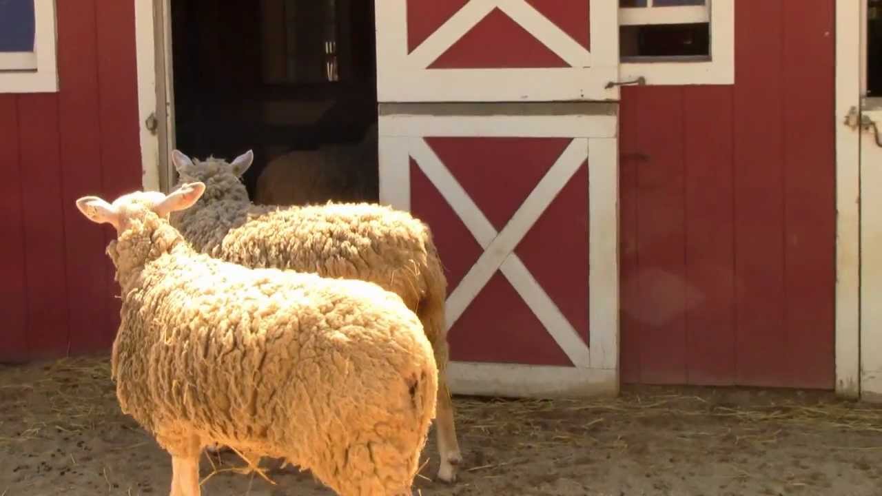 Weird Sheep Baa - YouTube
