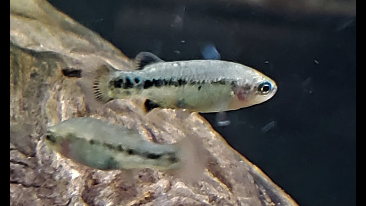 Goodeid Species: Characodon audax "El Toboso", the Black Prince! New ...