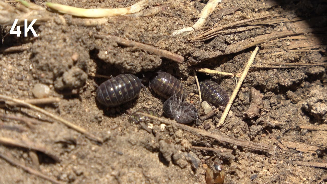 Roly-Poly - Bug Week Day Two - YouTube