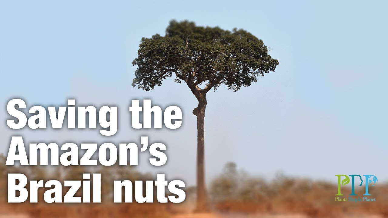 Amazon rainforest degradation threatens Brazil nut tree reproduction ...