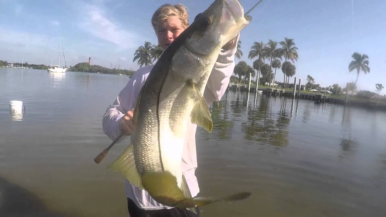 End of Summer and Mullet Run Snook and Tarpon fishing - YouTube