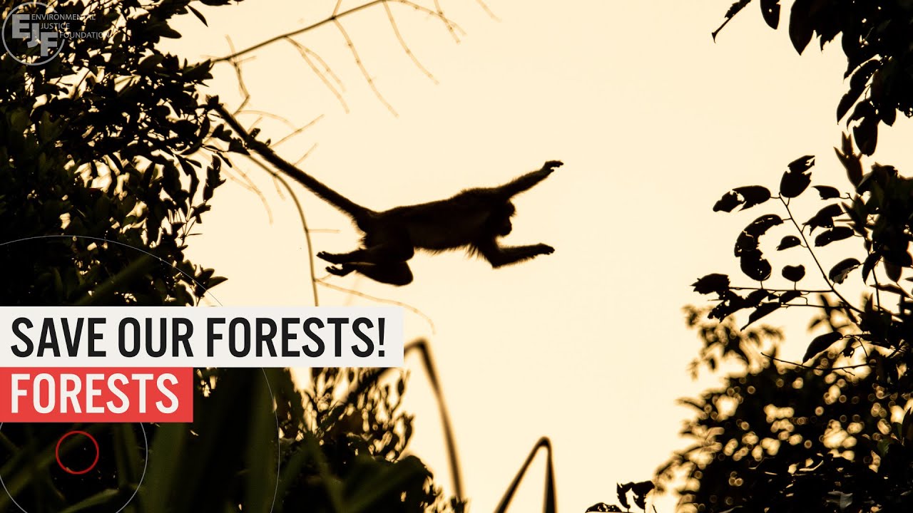 Save our forests! - YouTube