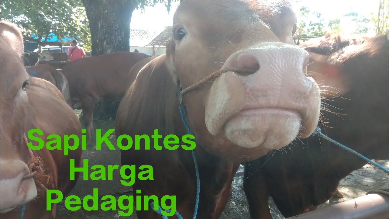 Sapi Lembu Sura Ramaikan Suasana Pasar Yang Mulai Bergeliat‼️ - YouTube