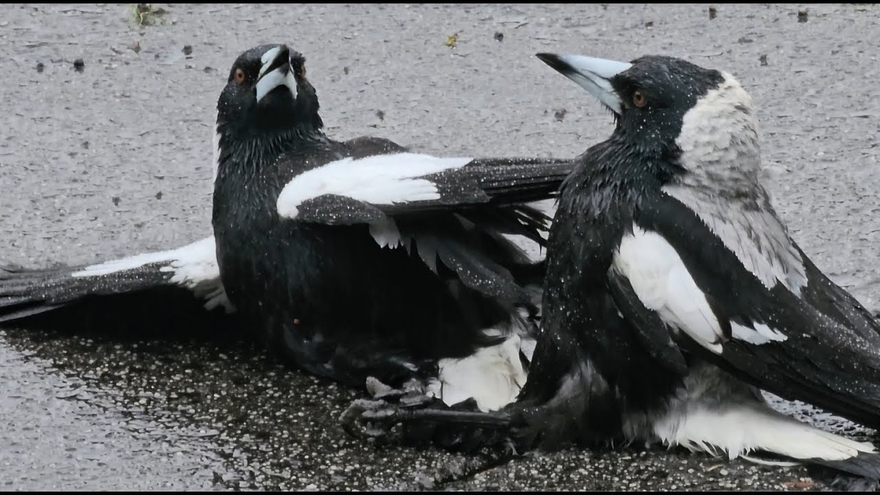 What are these crazy magpies doing? #magpies #crazybirds #funnybirds # ...