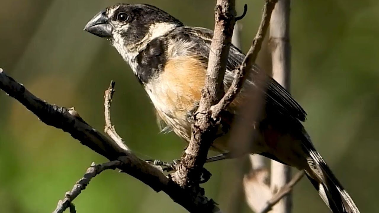 Coleiro-do-brejo (Sporophila collaris), Rusty-collared Seedeater ...