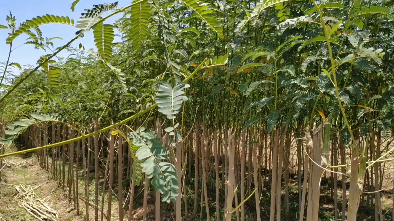 #Avisha#agase#sesbaniagrandiflora#agathi - YouTube