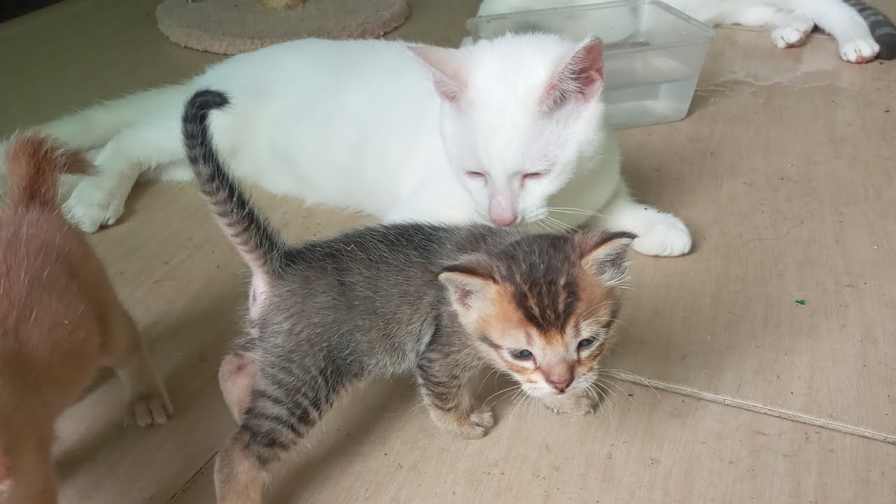 Today Cats & kittens are 676 & 581 & 530 & 524 & 517 & 426 & 352 & 269 ...