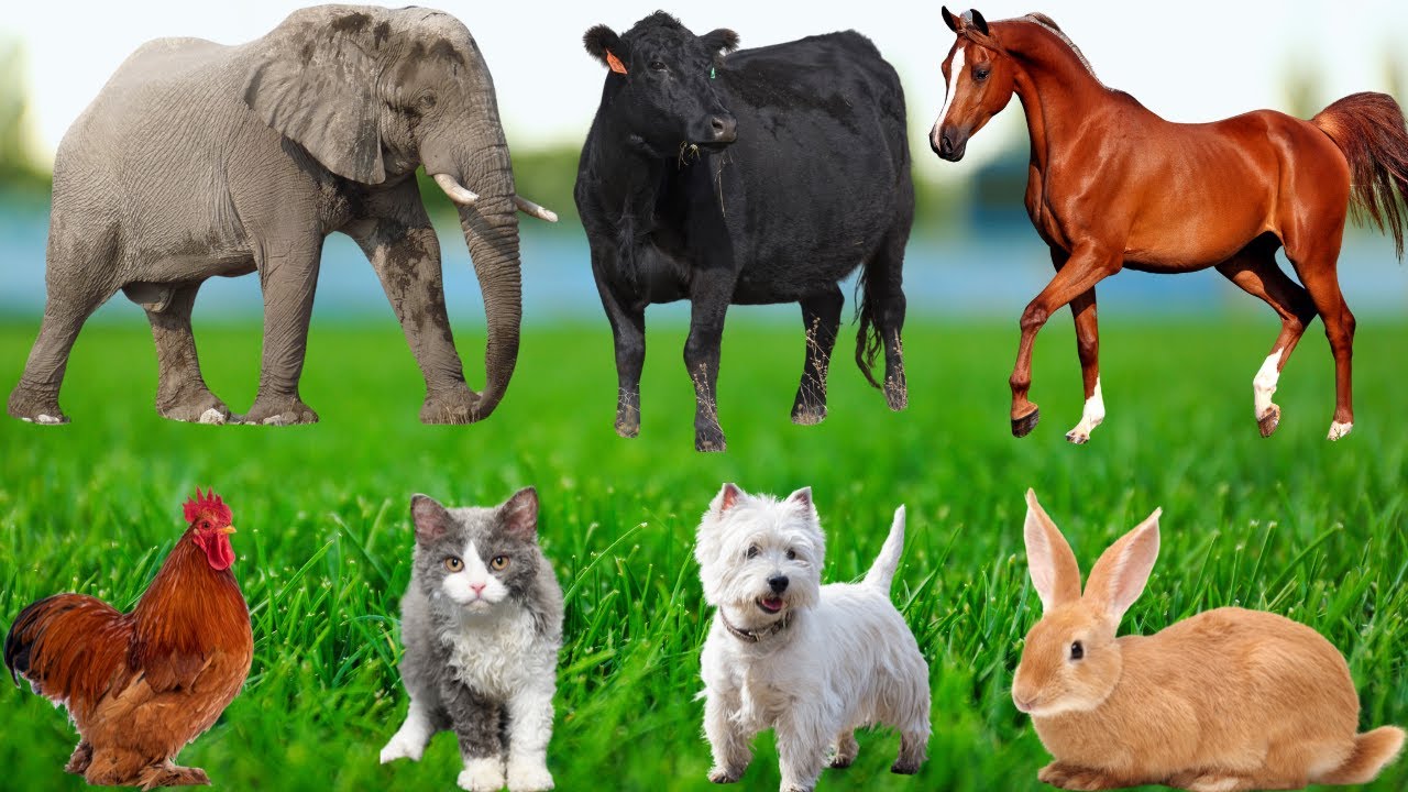 Farm Animal Colors: Chick, Cat, Puppy, Cow, Goat, Sheep,Duck, Piglet ...