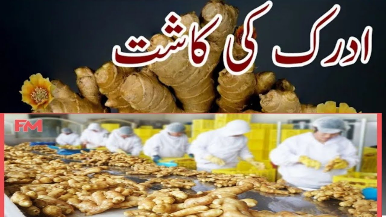 ginger crop|ginger crop in pakistan||ginger crop cultivation||ginger ...
