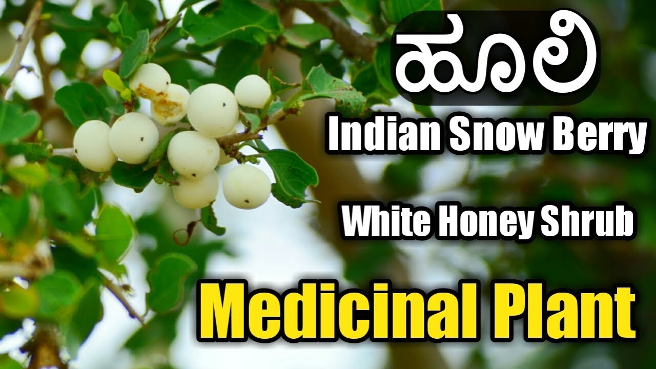 ಹೂಲಿ, Indian Snow Berry, , White Honey Shrub - YouTube