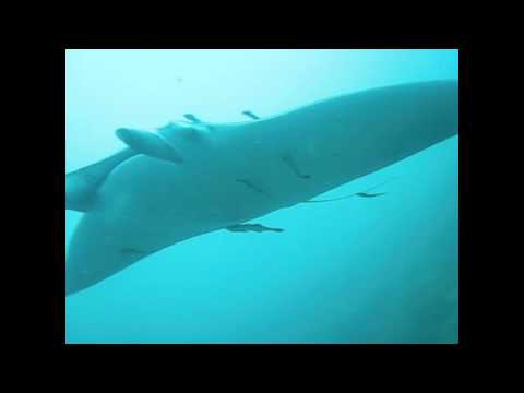 Manta Ray Movie - YouTube