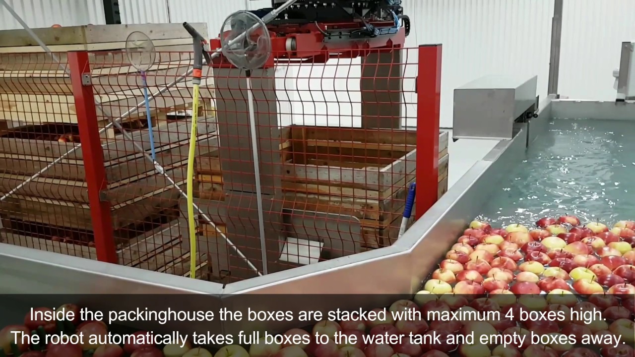 Packing / Sorting apples at Daniels Frukt, Åland Finland - YouTube