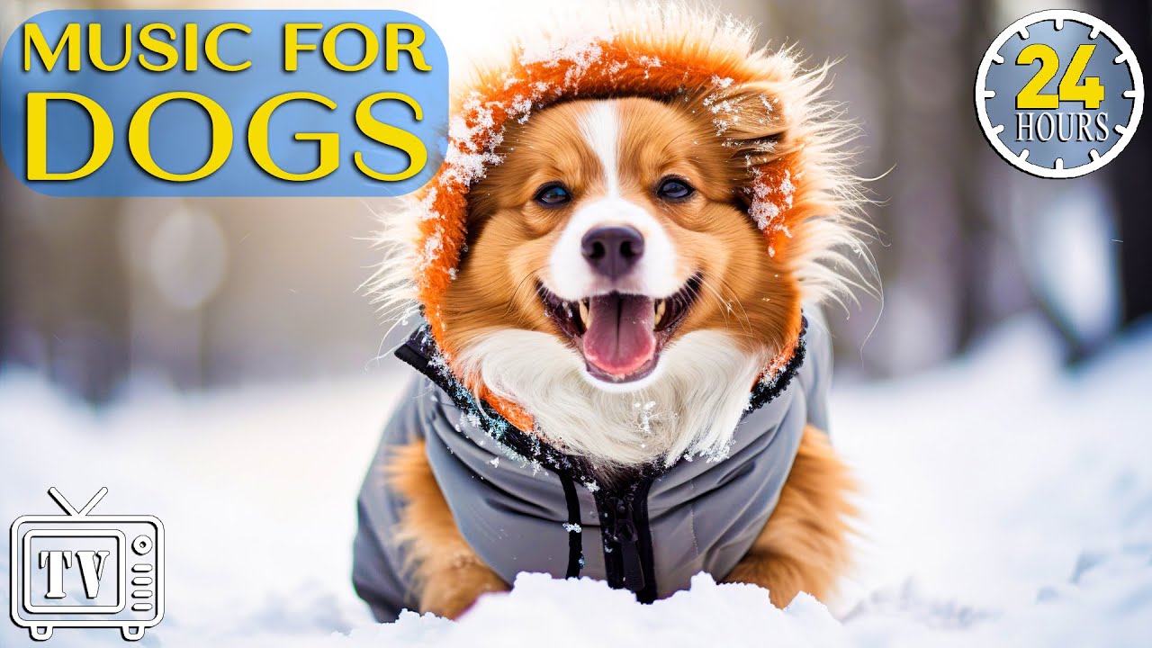 24 Hours of Calm Your Dog Down with Music: Dog TV & Cure Separation ...