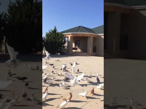 Qala Goyercinleri 2017(2)