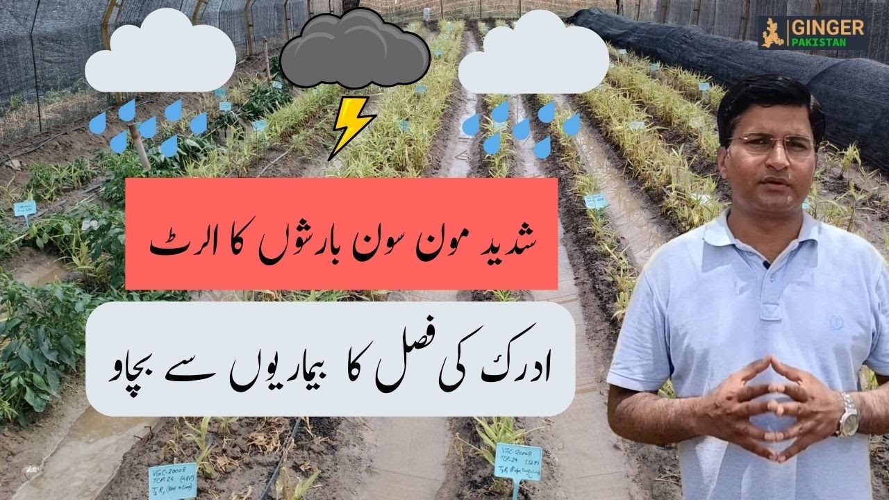 Monsoon Alert | Protect Your Ginger Crop from Disease | Amir Latif ...