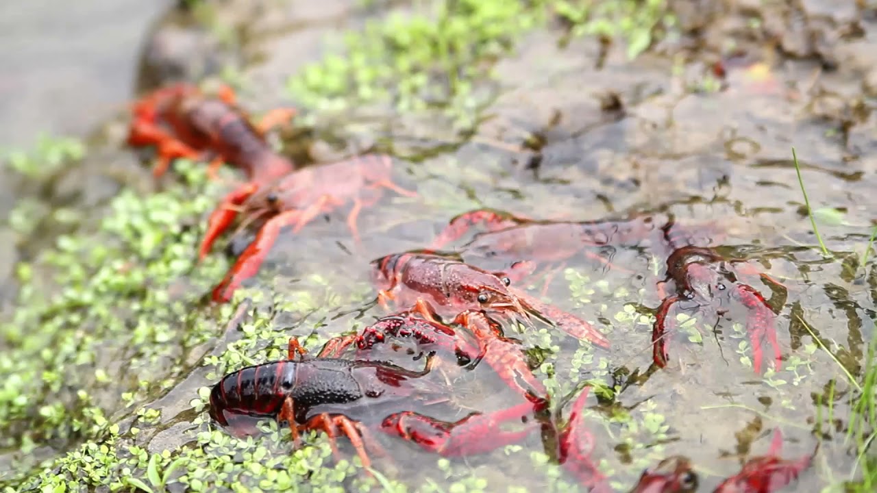 Southeastern Pond Management | Crawfish Stocking - YouTube