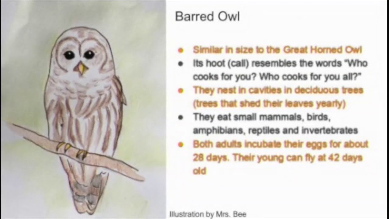 Study of Owls (part 1) - YouTube