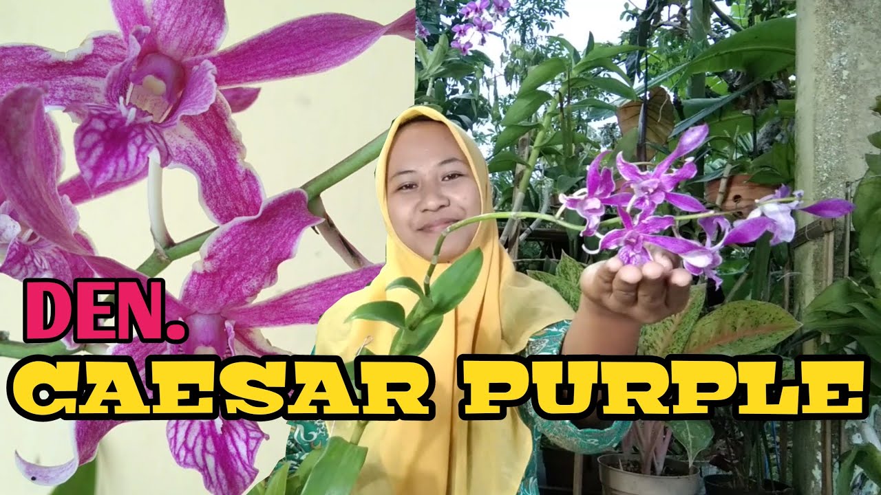 Dendrobium Caesar Purple - YouTube