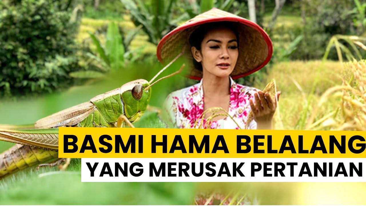 HAMA BELALANG SANGAT MERUGIKAN PERTANIAN!! - YouTube