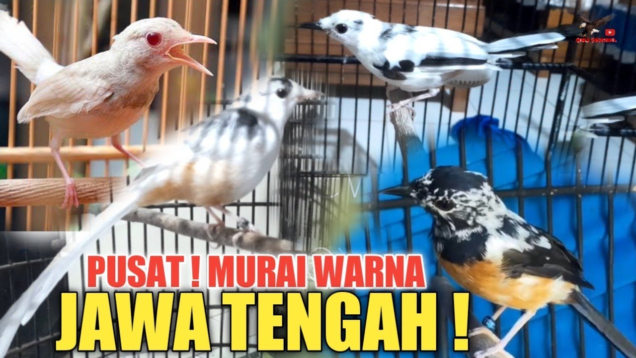 KIOS PUSATNYA ! MURAI BATU PANDA,MURAI BATU BLOROK, KUTILANG ALBINO, DI ...
