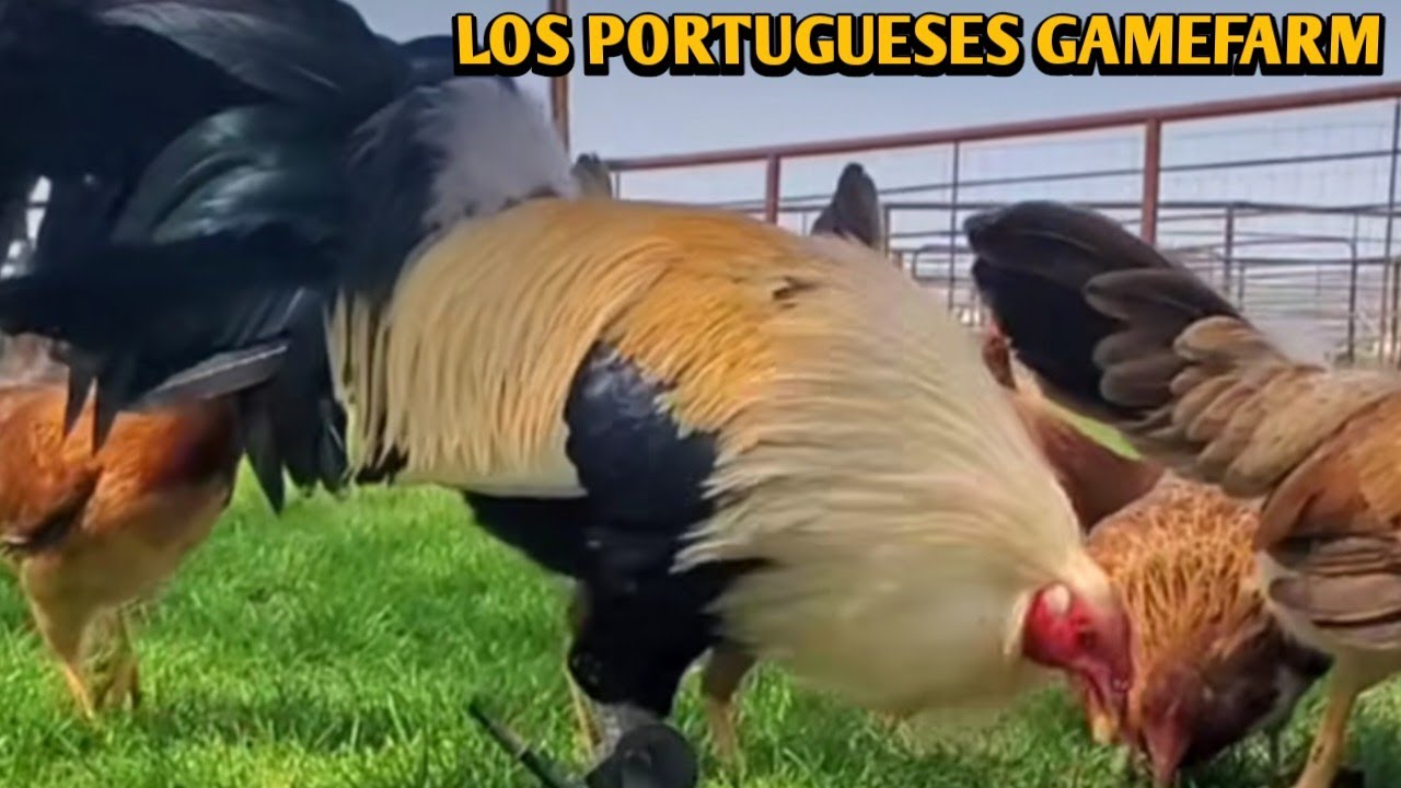 Jimmy East Grey Ruble Hatch Whitehackle - LOS PORTUGUESES FARM - YouTube