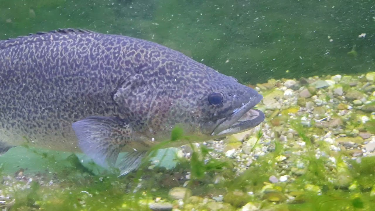one scoop Murray Cod eats yabbie - YouTube