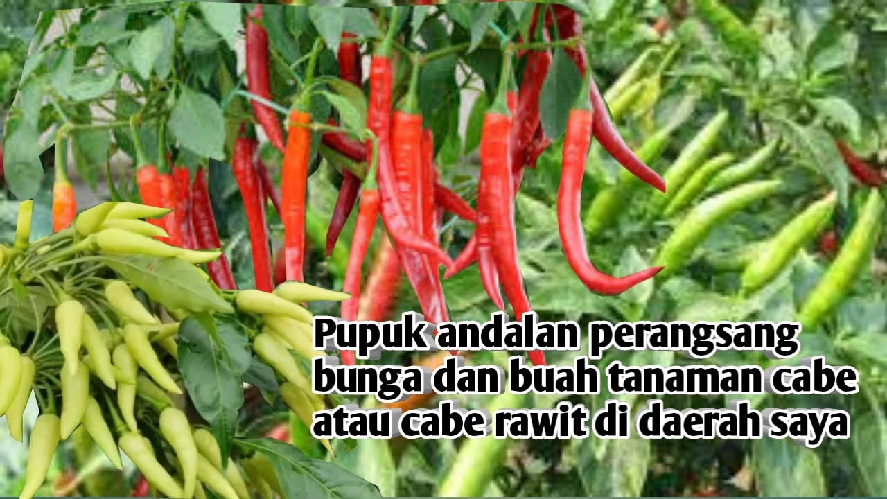Pupuk perangsang bunga dan buah pada tanaman cabe - YouTube