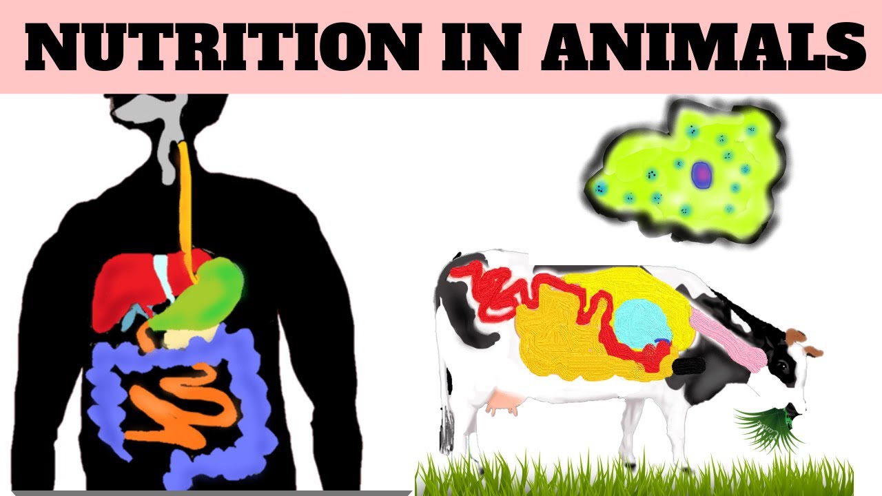 NCERT Class 7 Science Chapter 2 Nutrition In Animals YouTube ncert-class-7-science-chapter-2-nutrition-in-animals-youtube