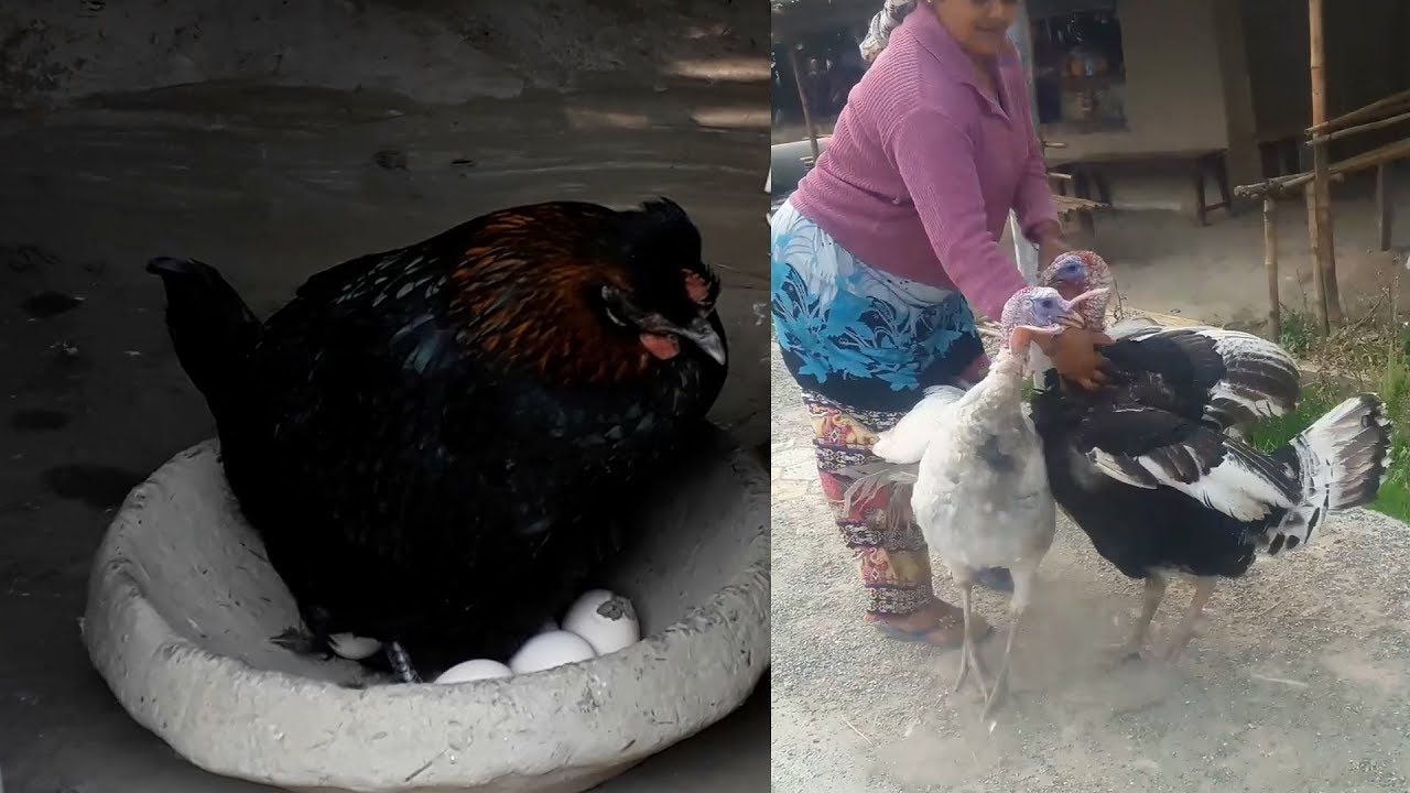 Chicken Give Egg and Turkey Fight HD - YouTube