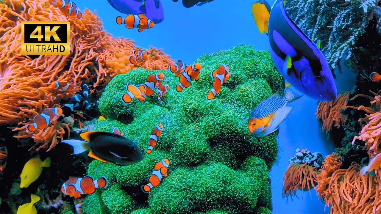 Colorful fish aquarium 4K video, 2 Hours of Peaceful Soothing Music ...