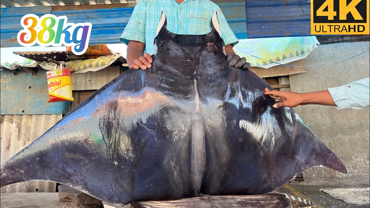 Thirukka fish 38kg cutting video/Fishcuttingrs #fishcuttingrs #kasimedu ...