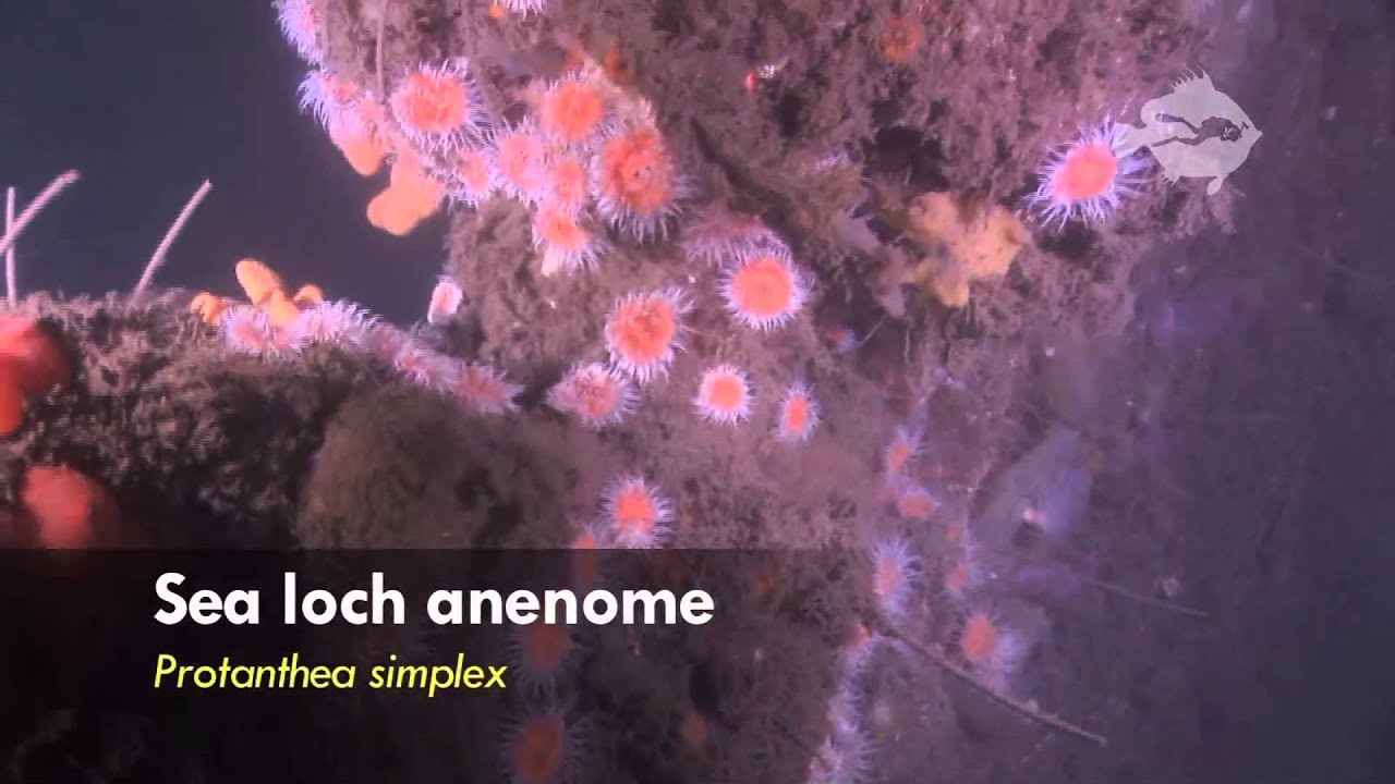 Diving on the wreck of the SS Shuna (Mull) - YouTube