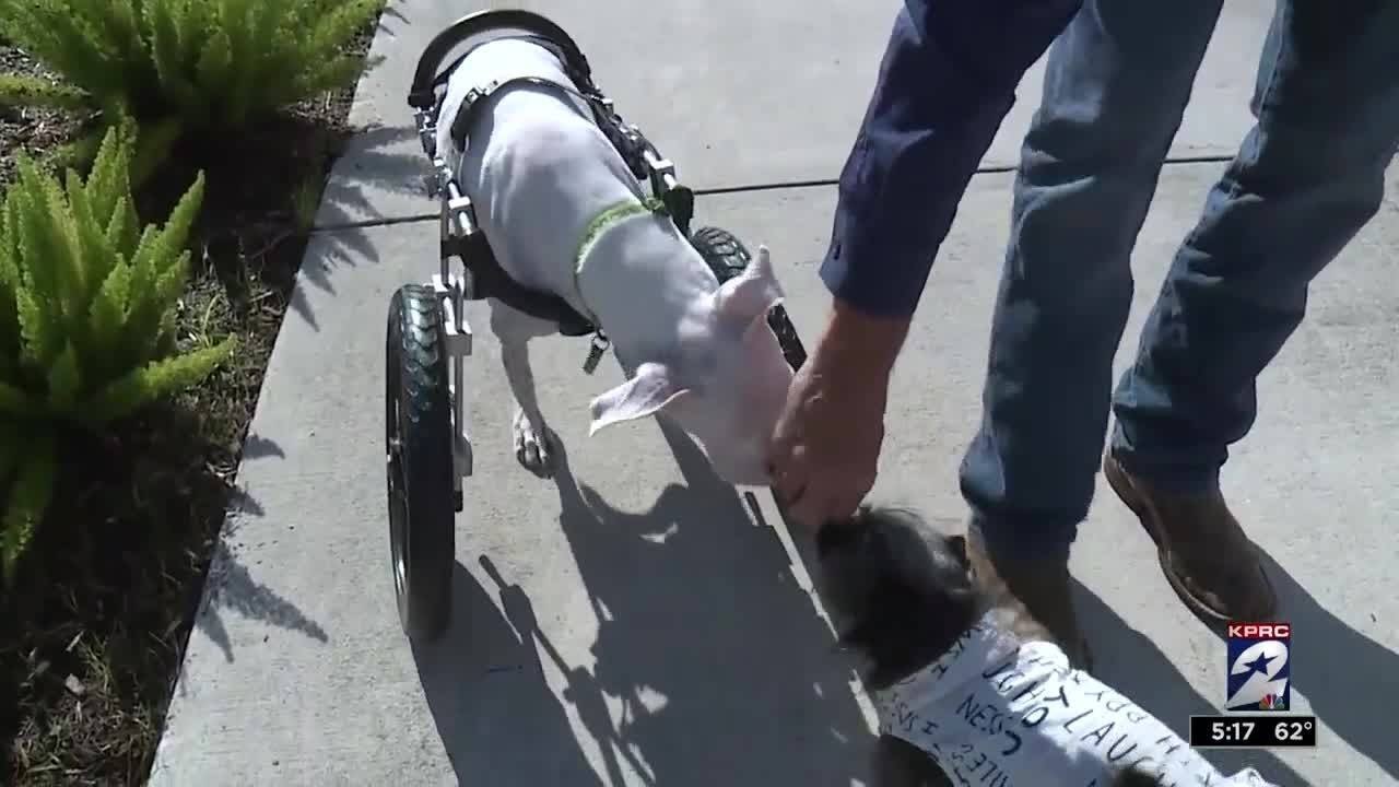 Viral sensation: Dog born without its front legs inspires followers ...