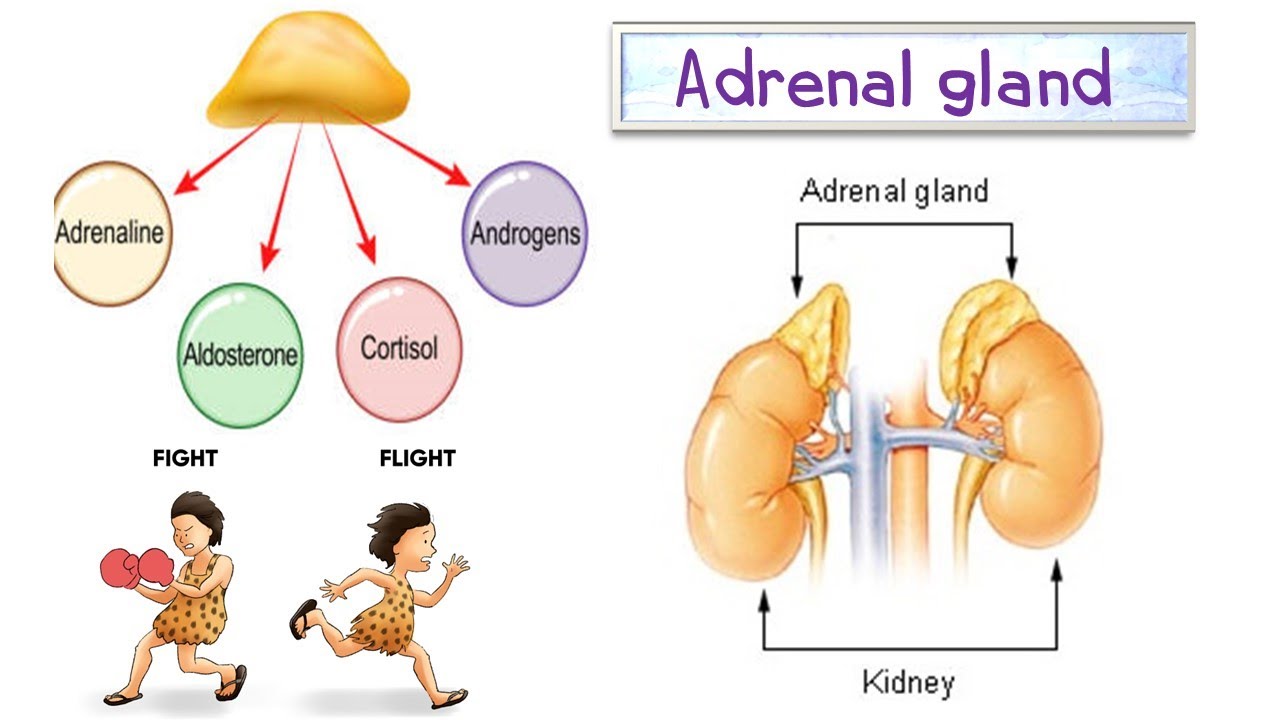 6.45 Animal hormones - Adrenal gland - Cortisol - Adrenaline hormone ...