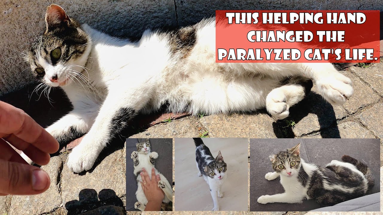 The paralyzed cat who bursts in love with the man who saved her and ...