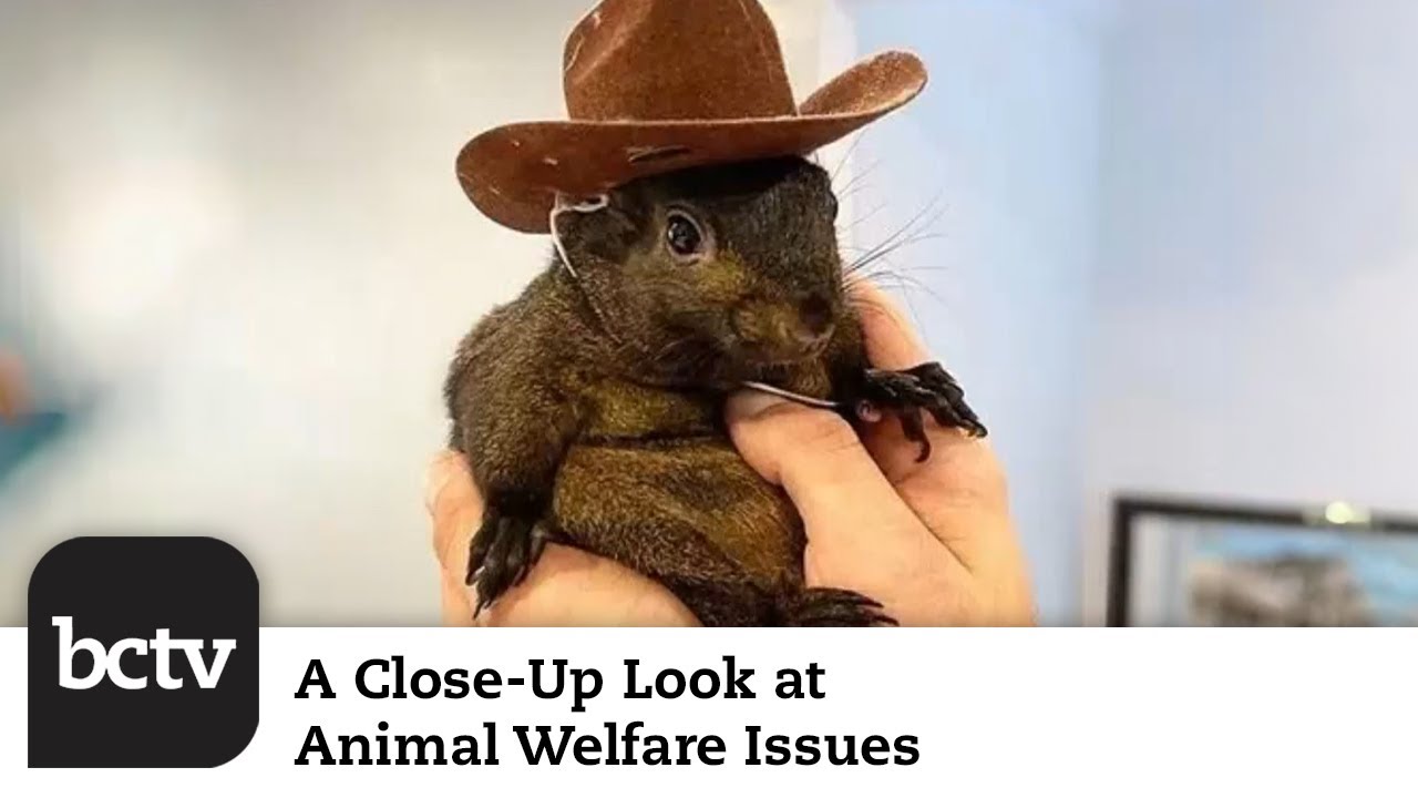 Death of Internet Sensation Squirrel Peanut; Fake Bears Breaking into ...