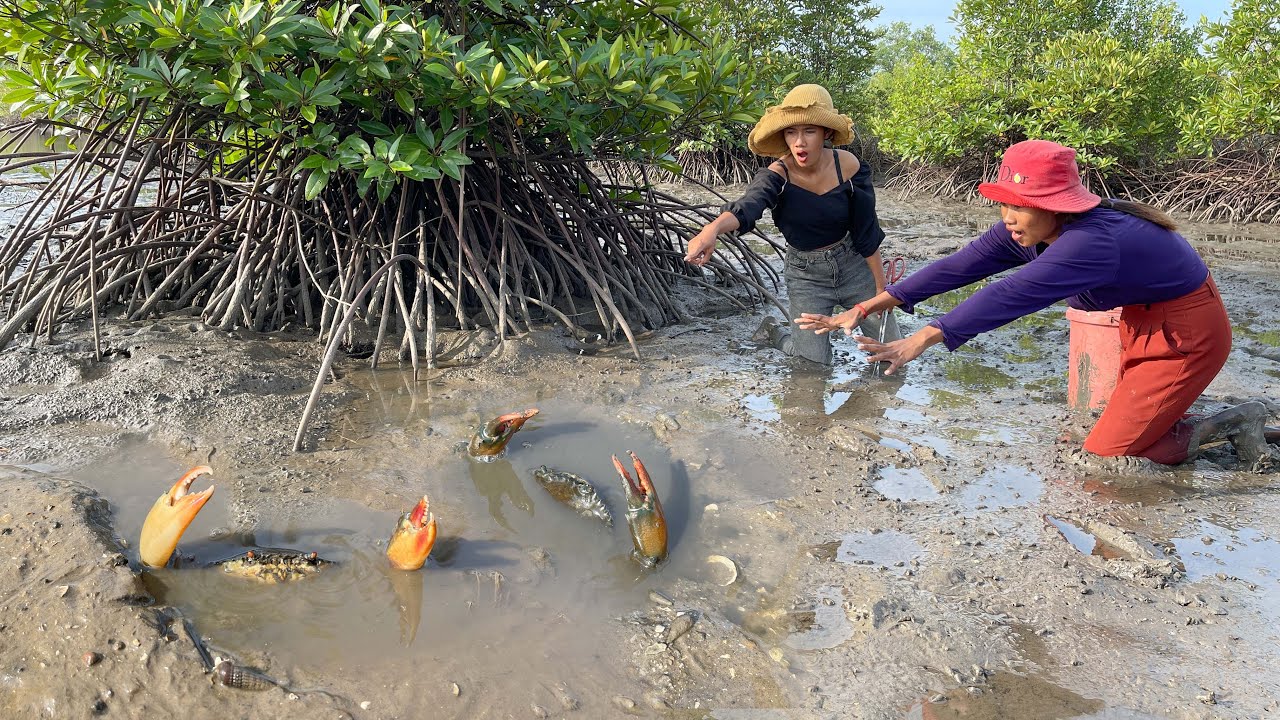 Amazing Catching Huge Mud Crabs at Swamp after Water Low Tide - YouTube
