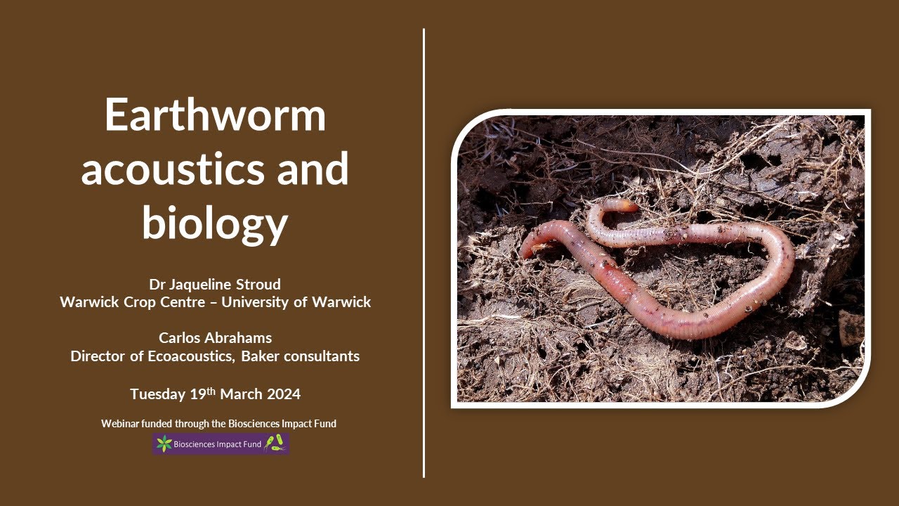 Earthworm acoustics and biology - YouTube