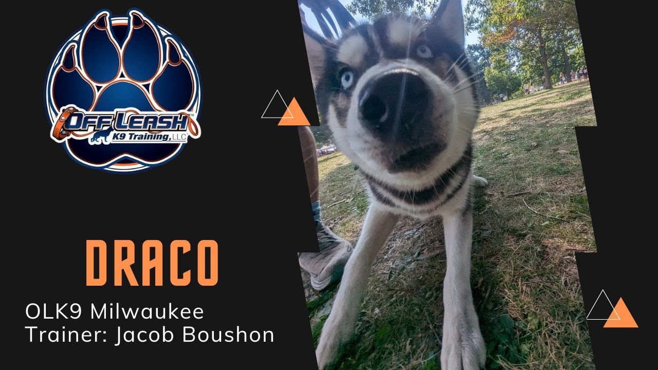 10 M/O Siberian Husky “Draco” / Owner Testimonial / E-Collar Training ...