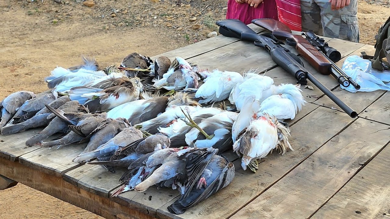 Birds Hunting with my PCP Air Rifle Gamo Coyote - YouTube