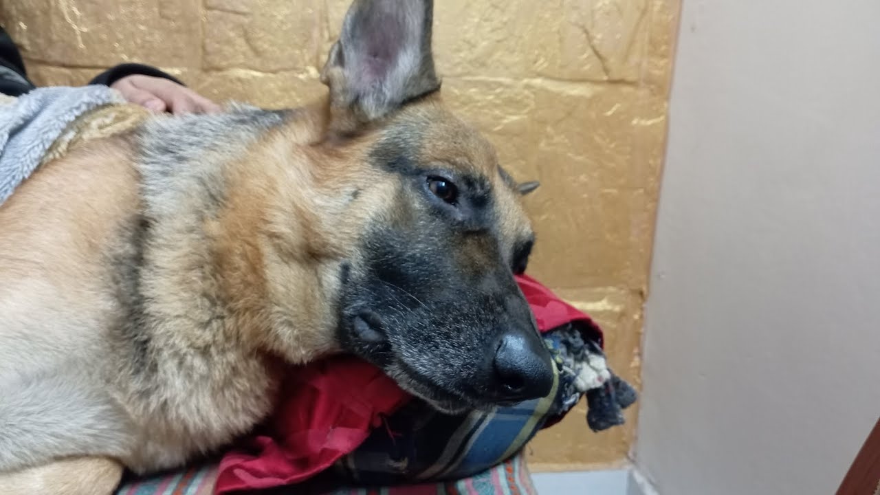 Oscar ka sleeping time #gsd #germanshepherd - YouTube