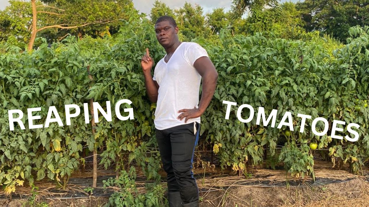 Reaping our Tyranus Hybrid tomatoes - YouTube