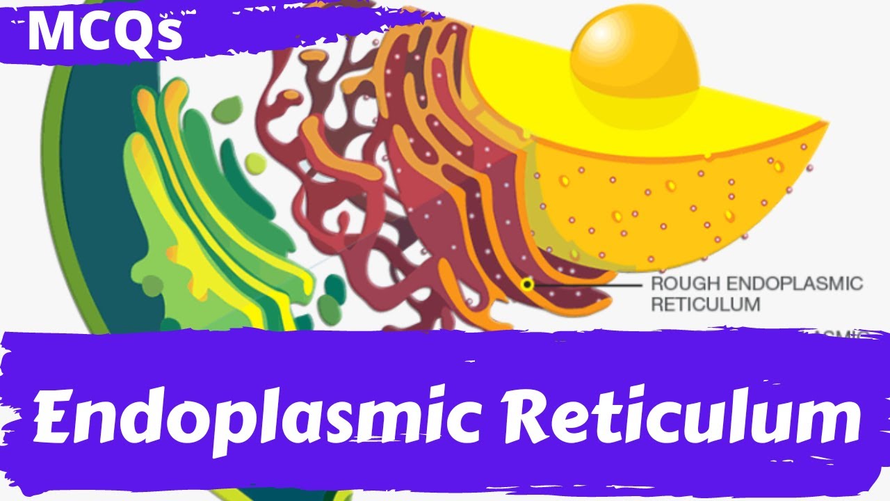 MCQs on Endoplasmic Reticulum || Cell Biology Questions || Endoplasmic ...