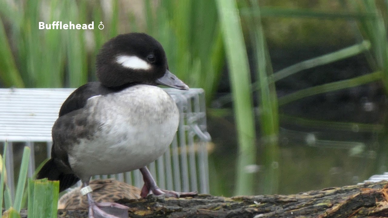 Bufflehead ♁ - YouTube