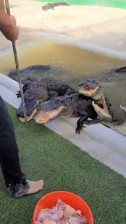 Feeding And Training Alligators Part 2 With Gator Chris Shorts Youtube