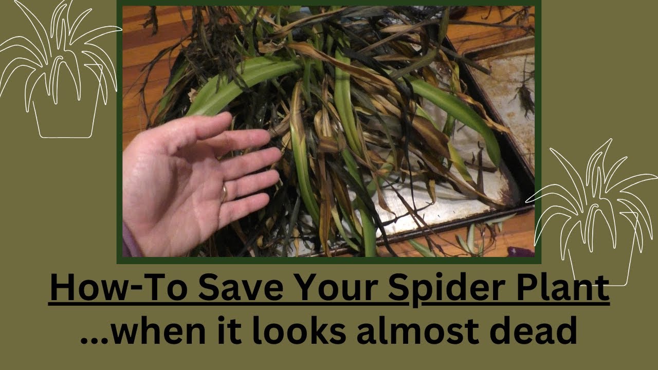 How-to save a spider plant when it looks almost dead | Houseplant 911 ...
