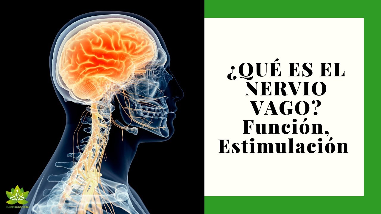 ¿QUÉ ES EL NERVIO VAGO? Función, Estimulación Y Todo Lo Que Debes Saber ...