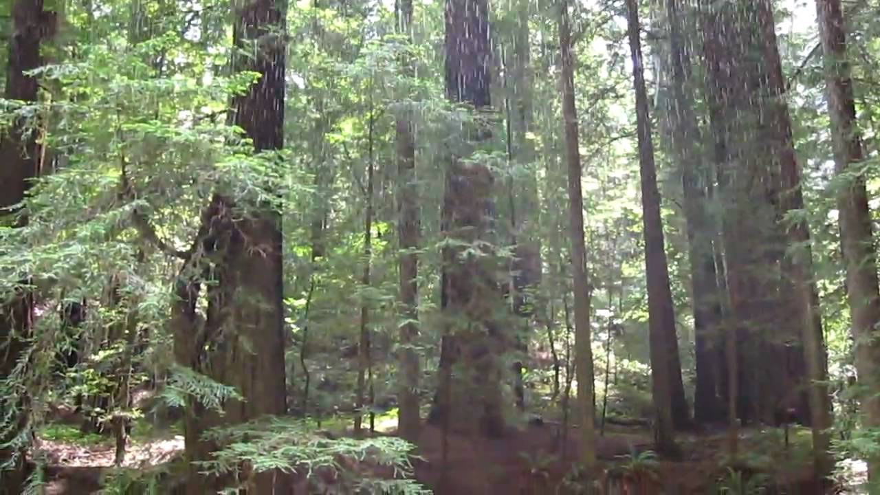 Rainstorm in the Redwood Forest - YouTube